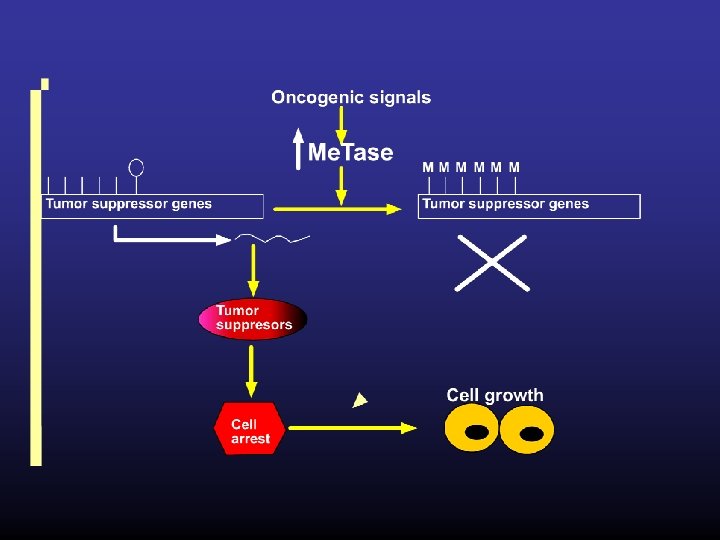 Cell cycle regulation of DNMT 1 and cancer