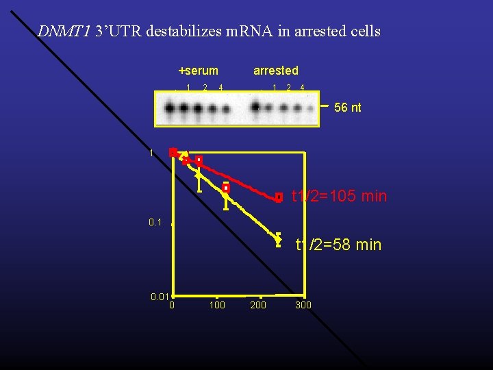 Cell cycle regulation of DNMT 1 and cancer
