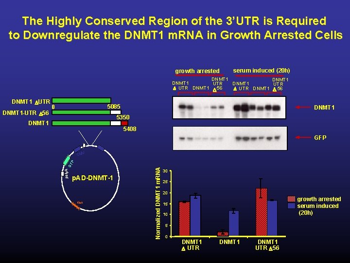 Cell cycle regulation of DNMT 1 and cancer