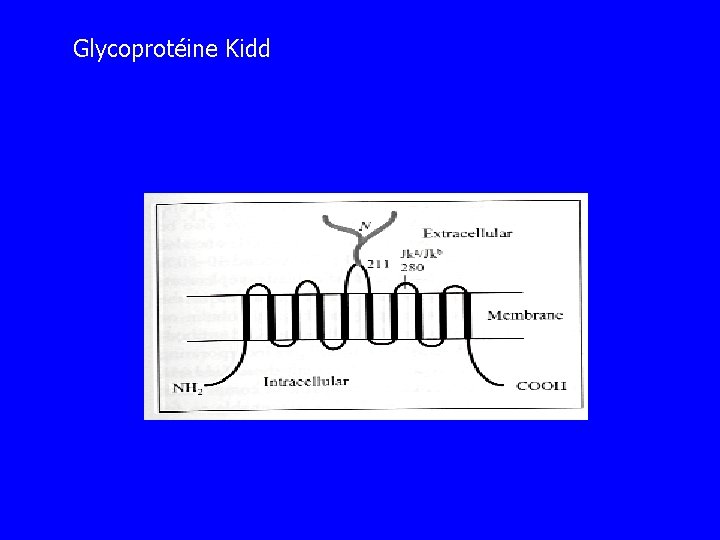 LES GROUPES SANGUINS ERYTHROCYTAIRES Dr Sylvie Gross responsable