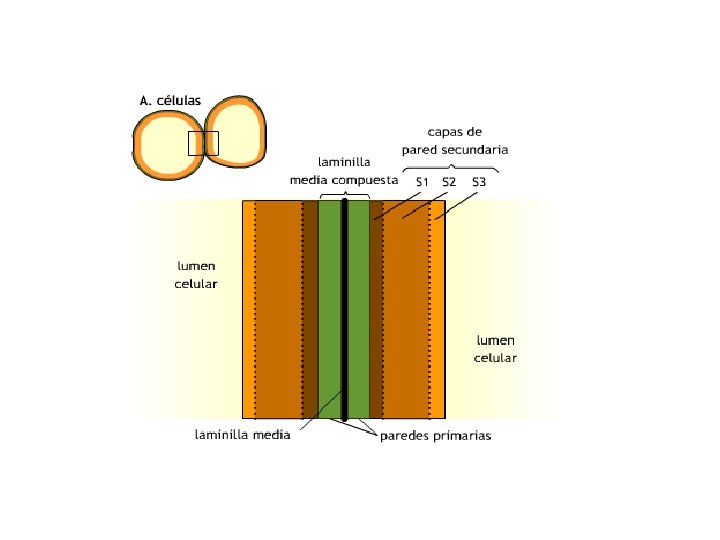 HIALOPLASMA CITOESQUELETO ORGNULOS NO MEMBRANOSOS 1 HIALOPLASMA ...