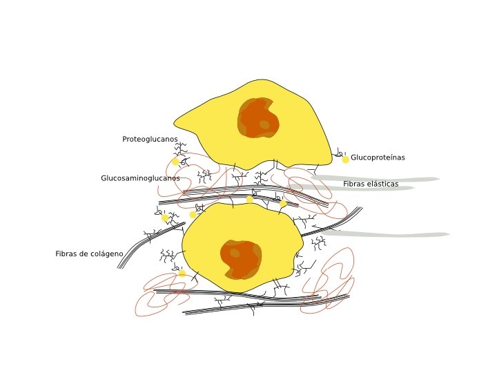 HIALOPLASMA CITOESQUELETO ORGNULOS NO MEMBRANOSOS 1 HIALOPLASMA ...