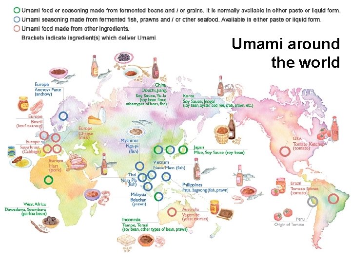 Umami What is umami Umami is a savoury