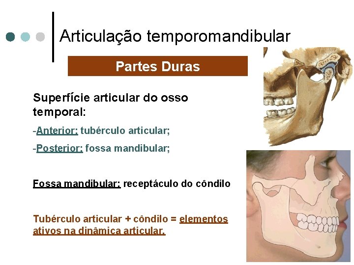 Articulao temporomandibular Ana Cristina Antunes Articulao ...