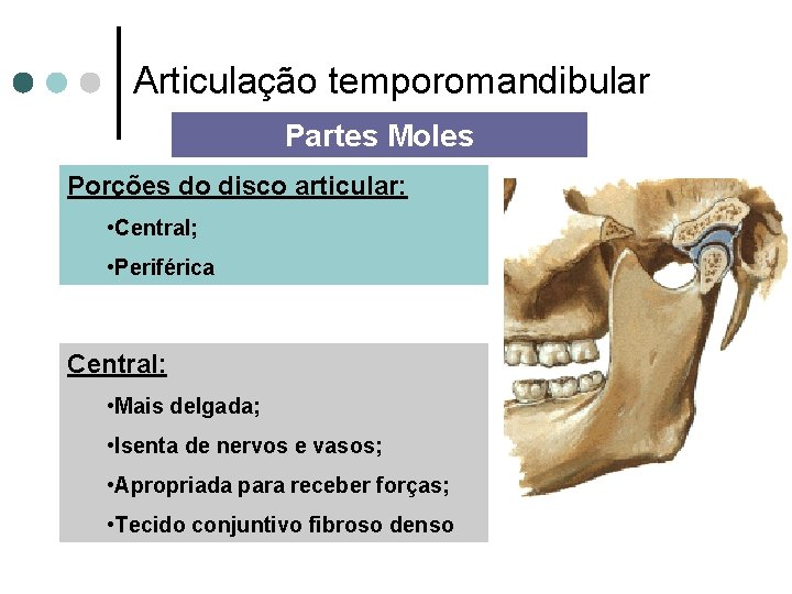 Articulao temporomandibular Ana Cristina Antunes Articulao ...