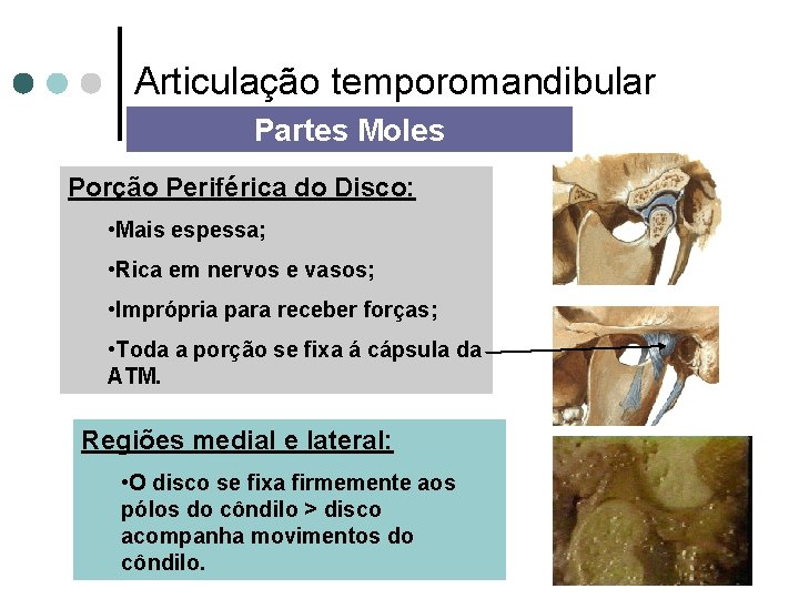 Articulao temporomandibular Ana Cristina Antunes Articulao ...