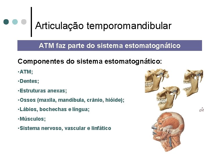 Articulao temporomandibular Ana Cristina Antunes Articulao ...