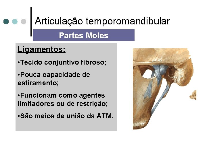 Articulao temporomandibular Ana Cristina Antunes Articulao ...