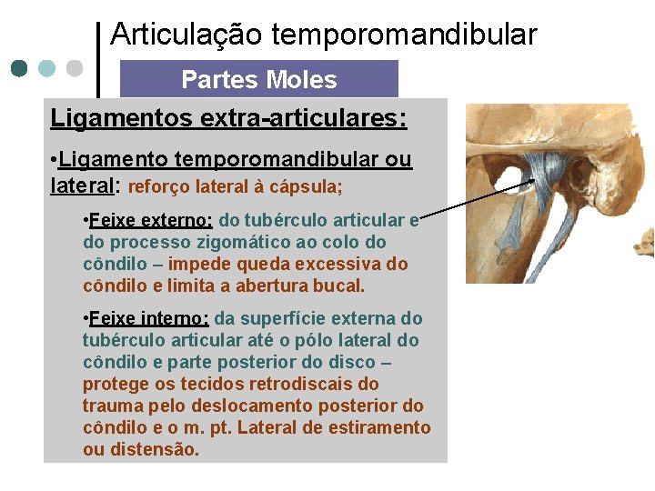 Articulao temporomandibular Ana Cristina Antunes Articulao ...