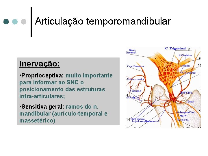 Articulao temporomandibular Ana Cristina Antunes Articulao ...
