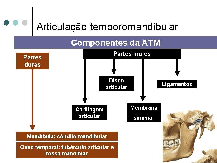 Articulao temporomandibular Ana Cristina Antunes Articulao ...