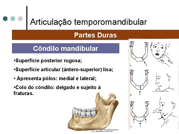 Articulao temporomandibular Ana Cristina Antunes Articulao ...