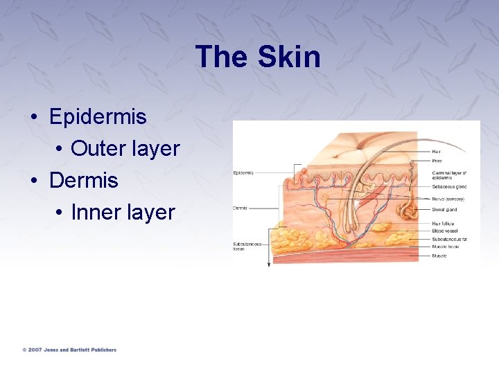 Chapter 3 The Human Body The Human Body