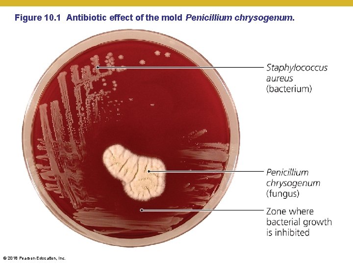 Microbiology Chapter 10 Antimicrobial Drugs 2018 Pearson Education