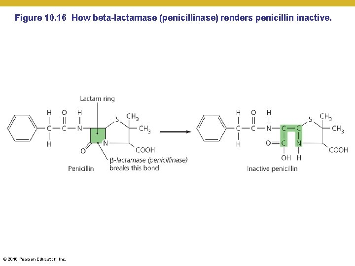 Microbiology Chapter 10 Antimicrobial Drugs 2018 Pearson Education