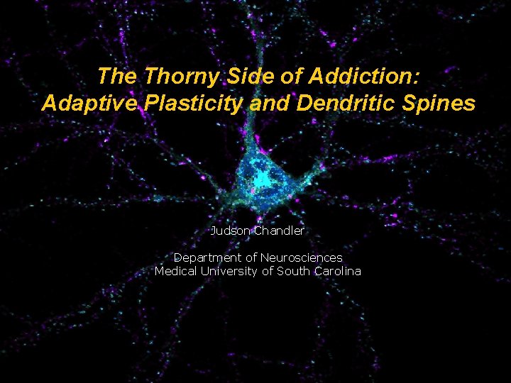 The Thorny Side of Addiction Adaptive Plasticity and