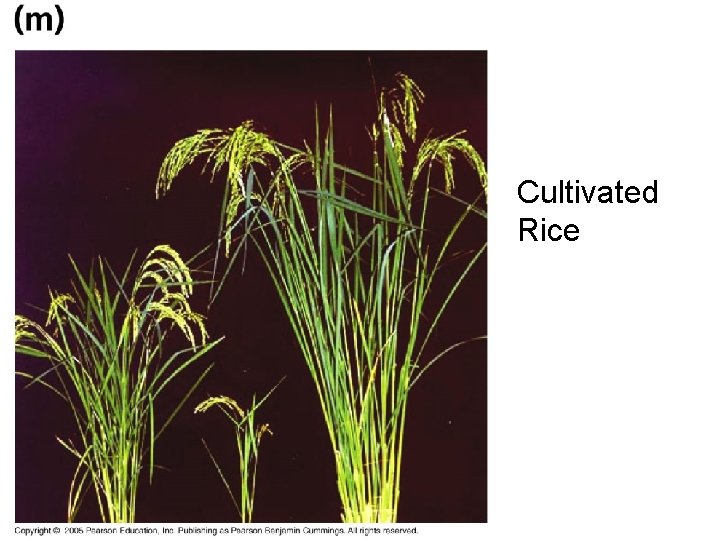 Chap 24 The Origin of Species Microevolution changes