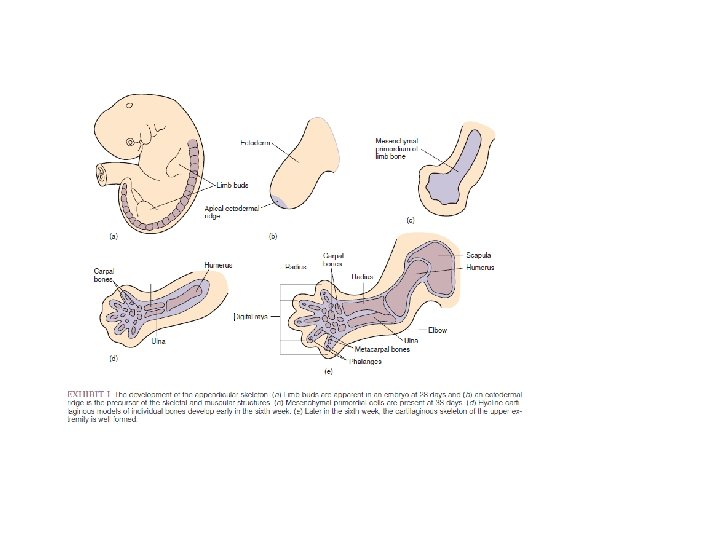 Perkembangan masa janin susunan otot dan tulang Observasi