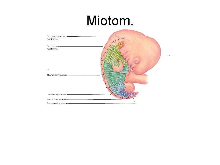 Perkembangan masa janin susunan otot dan tulang Observasi