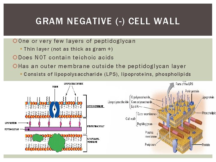 THE BACTERIAL CELL WALL Gram Gram Bacteria THE