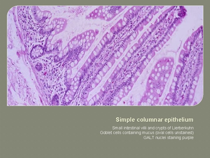 HE Stain Interpretation and Types of Epithelium Dr