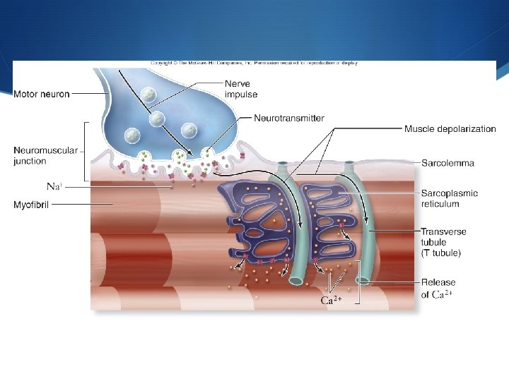 Human Health Physiology 11 2 Muscles movement S