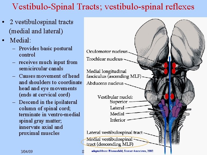 Vestibular system Part of the membranous labyrinth of