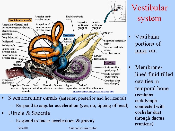 Vestibular system Part of the membranous labyrinth of