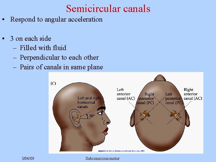 Vestibular system Part of the membranous labyrinth of
