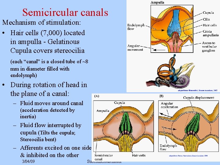 Vestibular system Part of the membranous labyrinth of