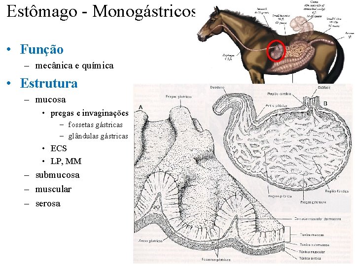 Aparelho Digestrio Parte 1 Objetivos da aula descrever