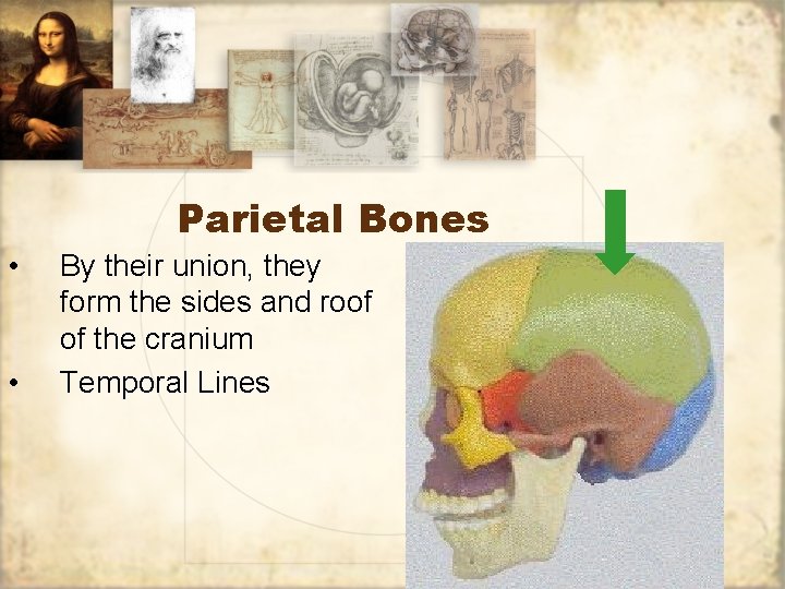 Chapter 14 15 Head and Facial Injuries Anatomy