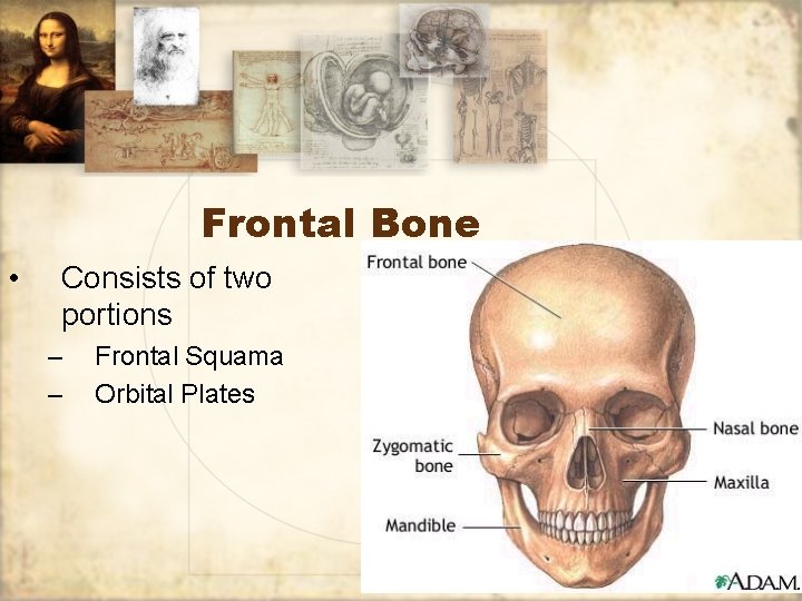 Chapter 14 15 Head and Facial Injuries Anatomy