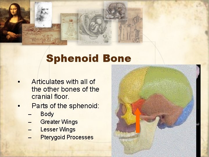 Chapter 14 15 Head and Facial Injuries Anatomy