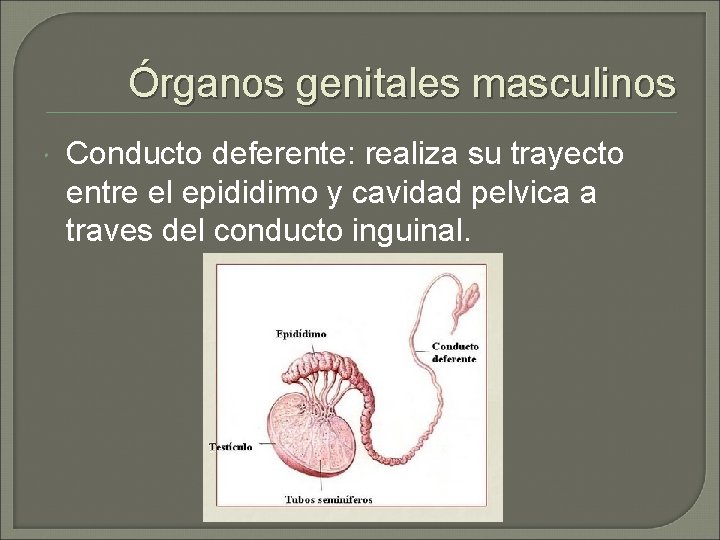 IV clase Fisiologa Riones Se encuentran protegidos en