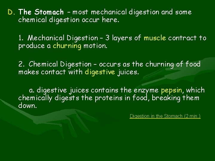 Digestive System Notes I The Digestive Process Begins
