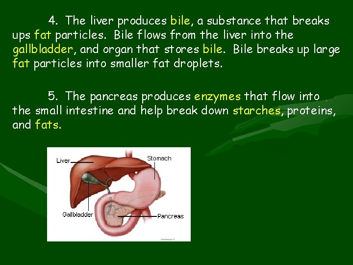 Digestive System Notes I The Digestive Process Begins