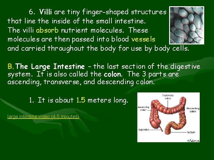 Digestive System Notes I The Digestive Process Begins