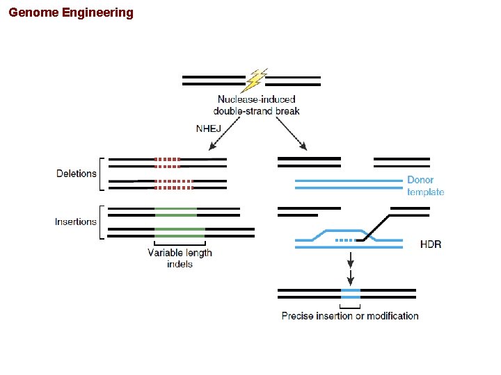 Research in Medicine Roberto Adachi MD Associate Professor