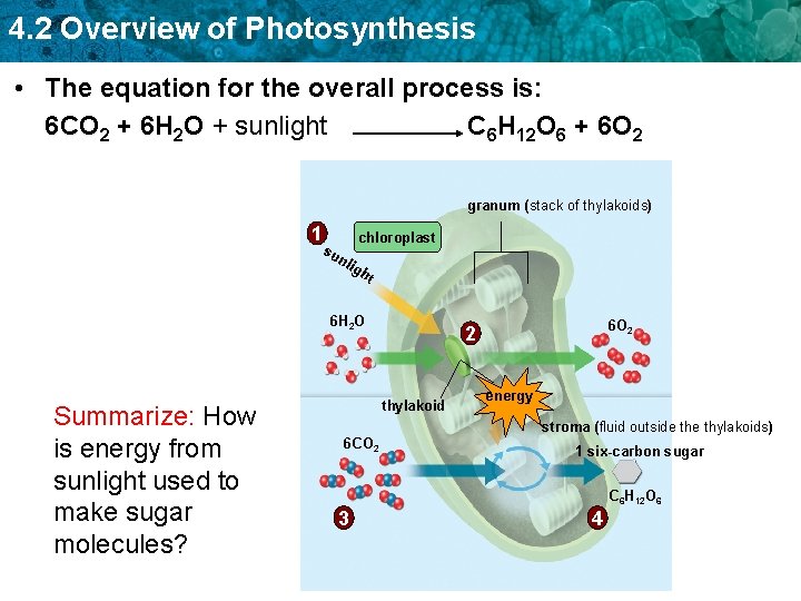 4 2 Overview of Photosynthesis KEY CONCEPT The