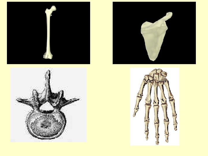 Classification and Structure of Bones Goals for Today