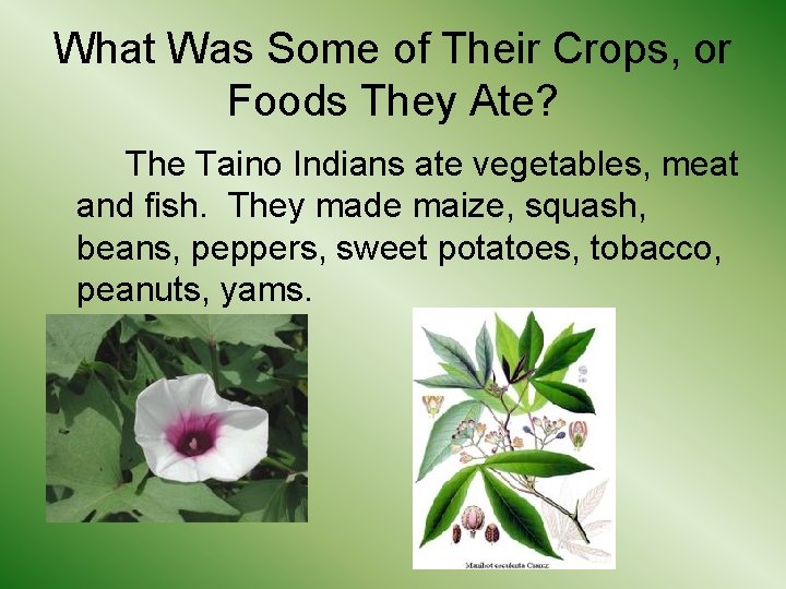 Taino Indians of Puerto Rico Angelica Class 3