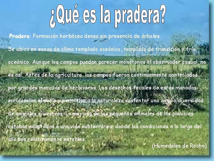 Pradera Formacin herbcea densa sin presencia de rboles