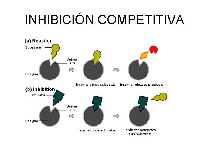 INTRODUCCIN AL METABOLISMO ATP Y ENZIMAS 1 CONCEPTO