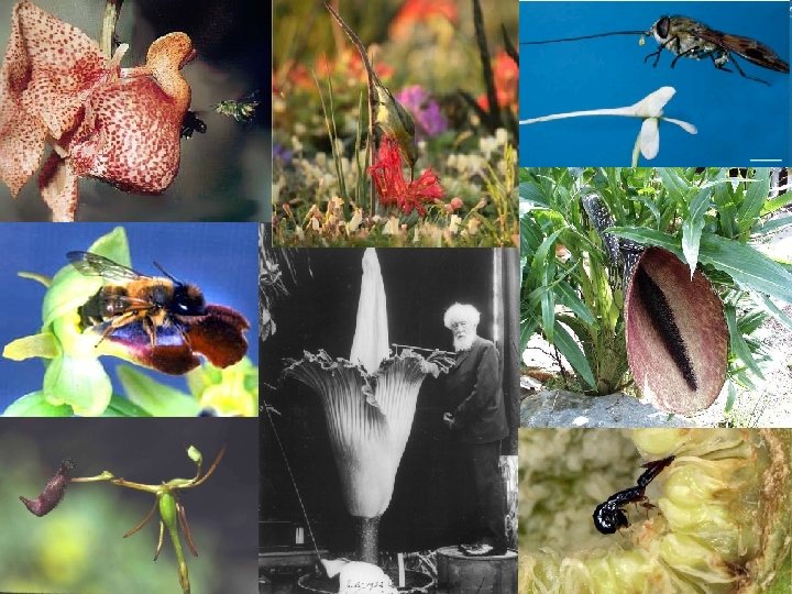 Mutualisms and Indirect Effects Positive Positive interactions Interactions