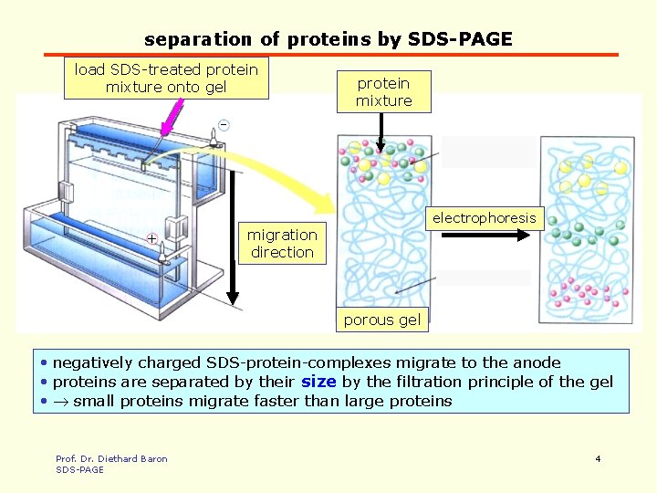 COMENIUSMeeting SDS Polyacrylamide Gel Electrophoresis SDSPAGE 2 ME