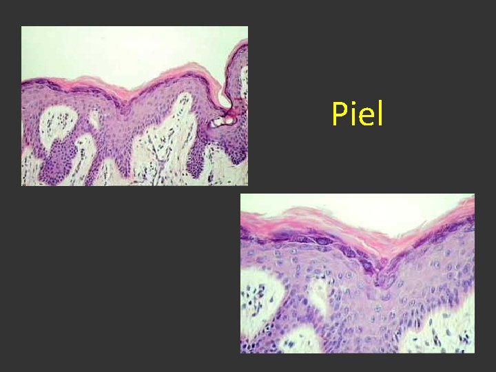 Tejido epitelial Tejido El tejido se define como