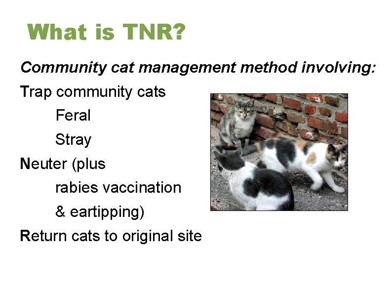 Welcome to the Community Cat TrapNeuterReturn TNR Public