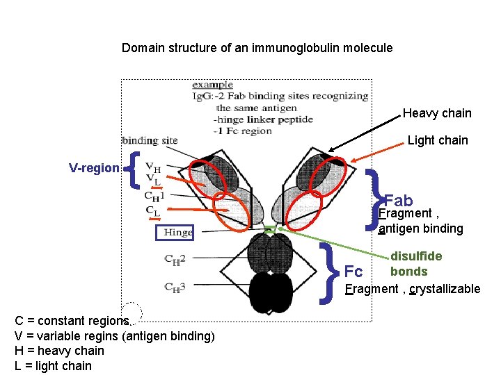 Monoclonal Antibodies m Abs Antibodies Abs Also known
