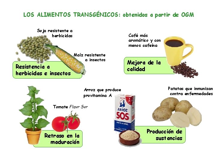 LA INFORMACIN GENTICA 1 LOS CIDOS NUCLEICOS ADN